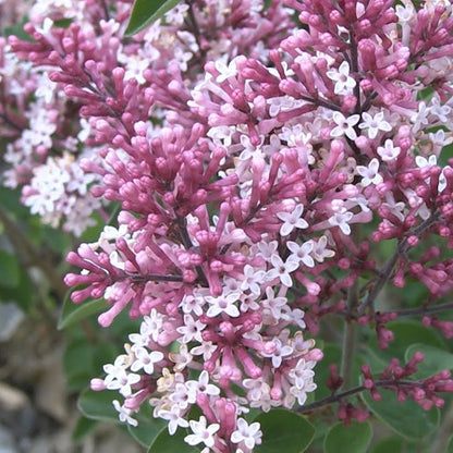 Syringa 'Red Pixie' | Lilac – Gardeners Dream