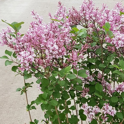 Syringa 'Red Pixie' | Lilac – Gardeners Dream