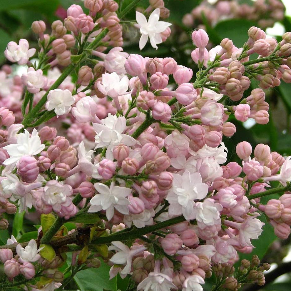 Syringa 'Beauty Of Moscow' | Lilac Tree – Gardeners Dream