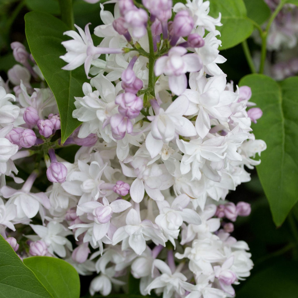 Syringa 'Beauty Of Moscow' | Lilac Tree – Gardeners Dream
