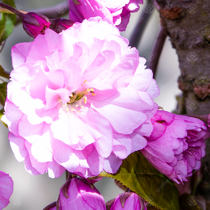 Prunus 'Pink Perfection' | Flowering Cherry Blossom Tree – Gardeners Dream