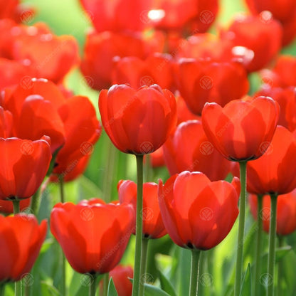 Tulip 'Red Impression' | Darwin Hybrid Tulip – Gardeners Dream