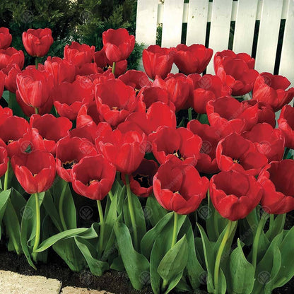 Tulip 'Red Impression' | Darwin Hybrid Tulip – Gardeners Dream
