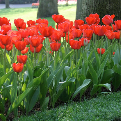 Tulip 'Red Impression' | Darwin Hybrid Tulip – Gardeners Dream