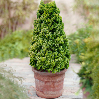 Thuja 'Pyramidalis Aurea' | Oriental Arborvitae – Gardeners Dream