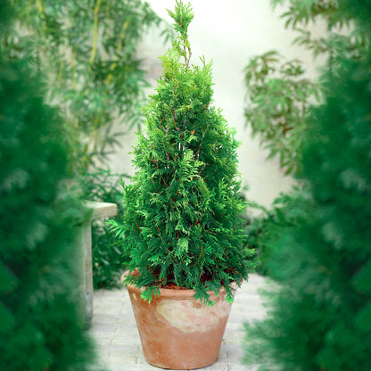Thuja 'Pyramidalis Compacta' | Oriental Arborvitae – Gardeners Dream