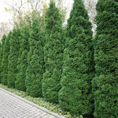 Thuja 'Pyramidalis Compacta' | Oriental Arborvitae – Gardeners Dream