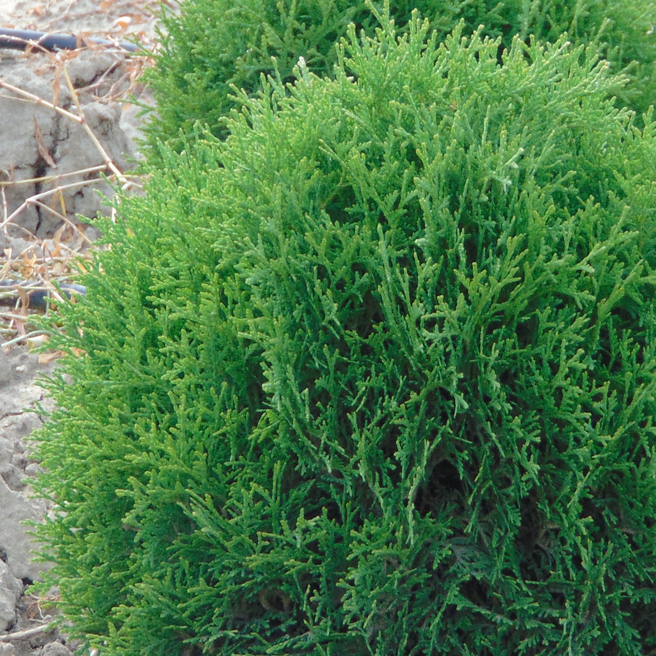 Thuja 'Tiny Tim' | Oriental Arborvitae – Gardeners Dream