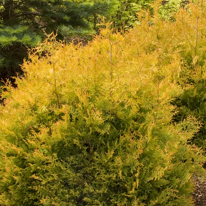 Thuja 'Rheingold' | White Cedar – Gardeners Dream