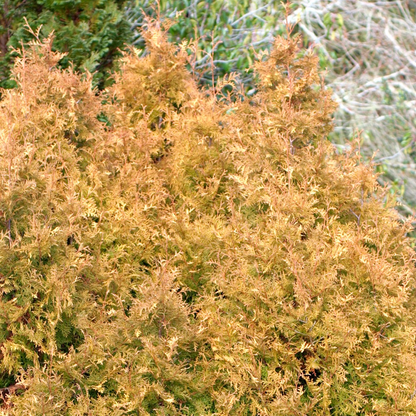 Thuja 'Rheingold' | White Cedar – Gardeners Dream