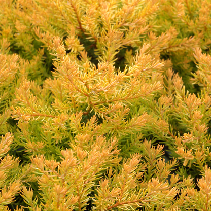 Thuja 'Rheingold' | White Cedar – Gardeners Dream