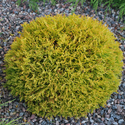 Thuja 'Rheingold' | White Cedar – Gardeners Dream