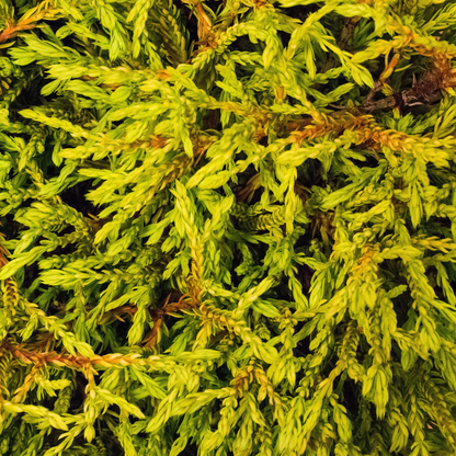 Thuja 'Rheingold' | White Cedar – Gardeners Dream