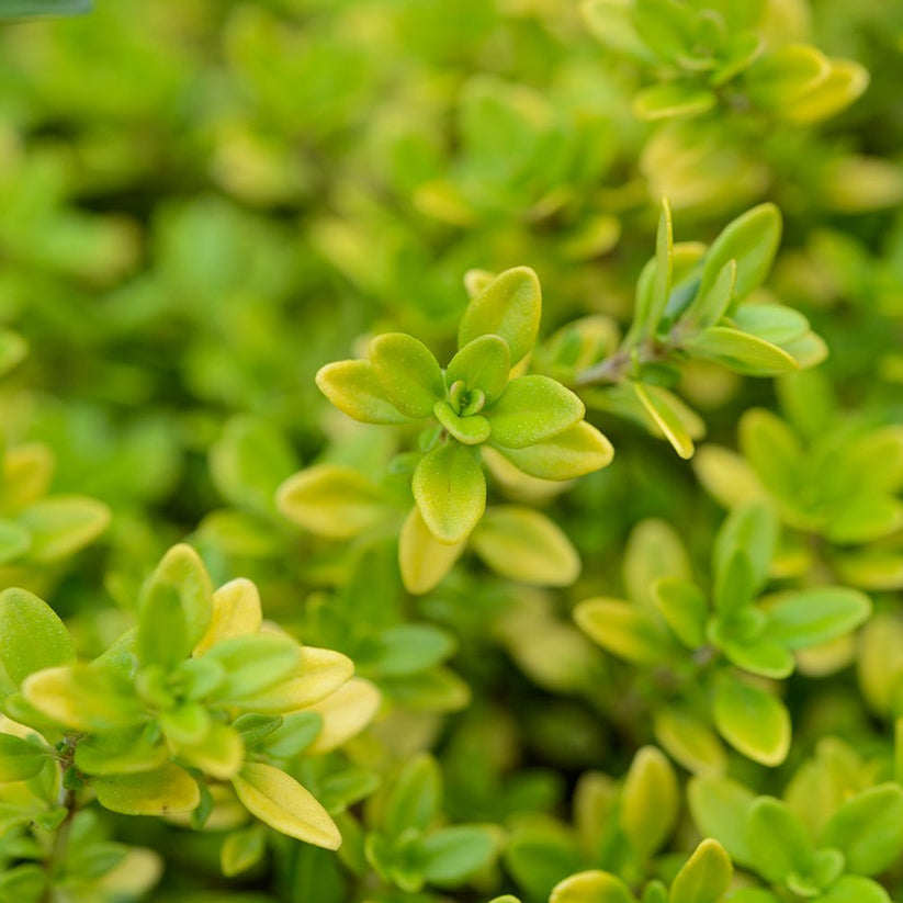 Thyme Golden | Thyme – Gardeners Dream