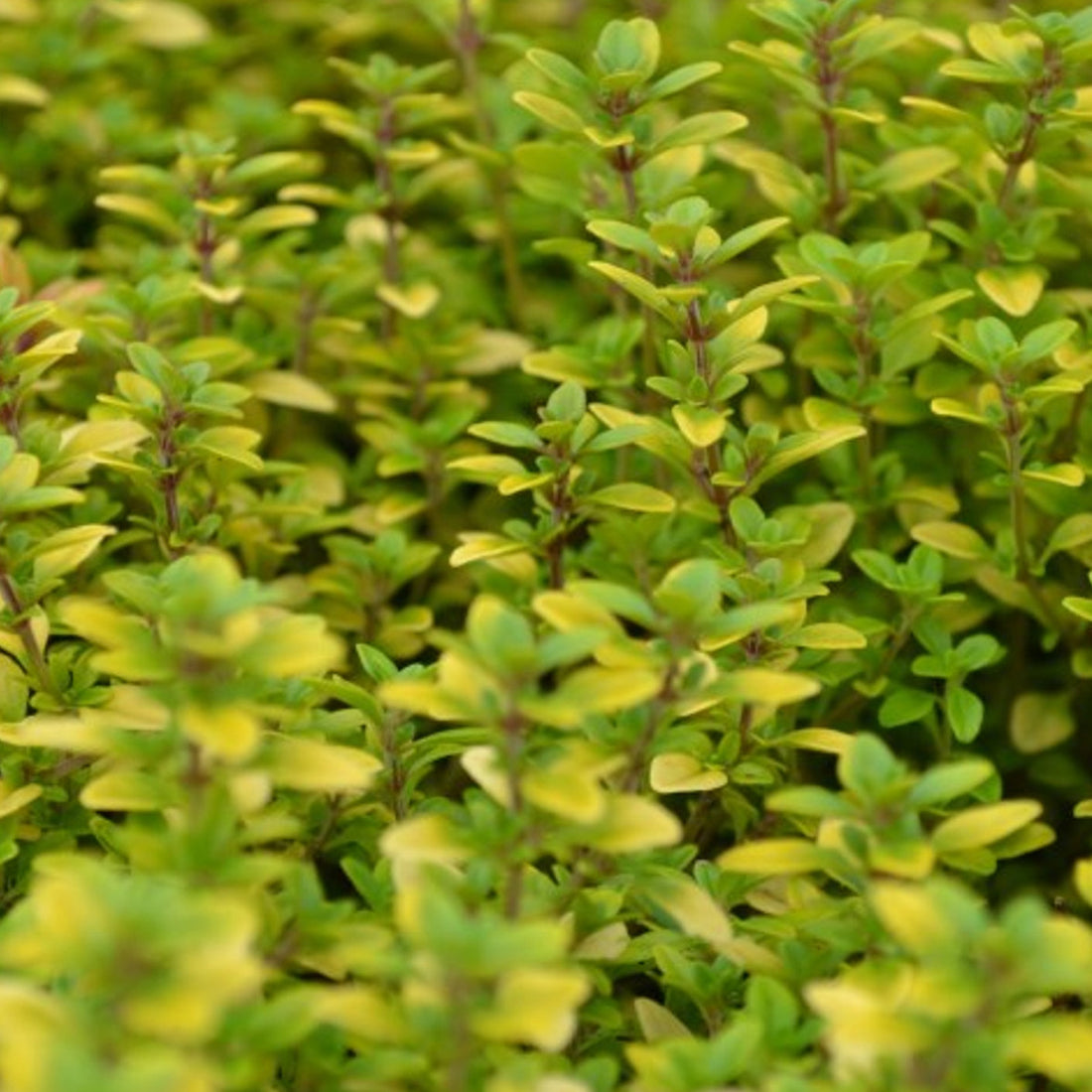 Thyme Golden | Thyme – Gardeners Dream