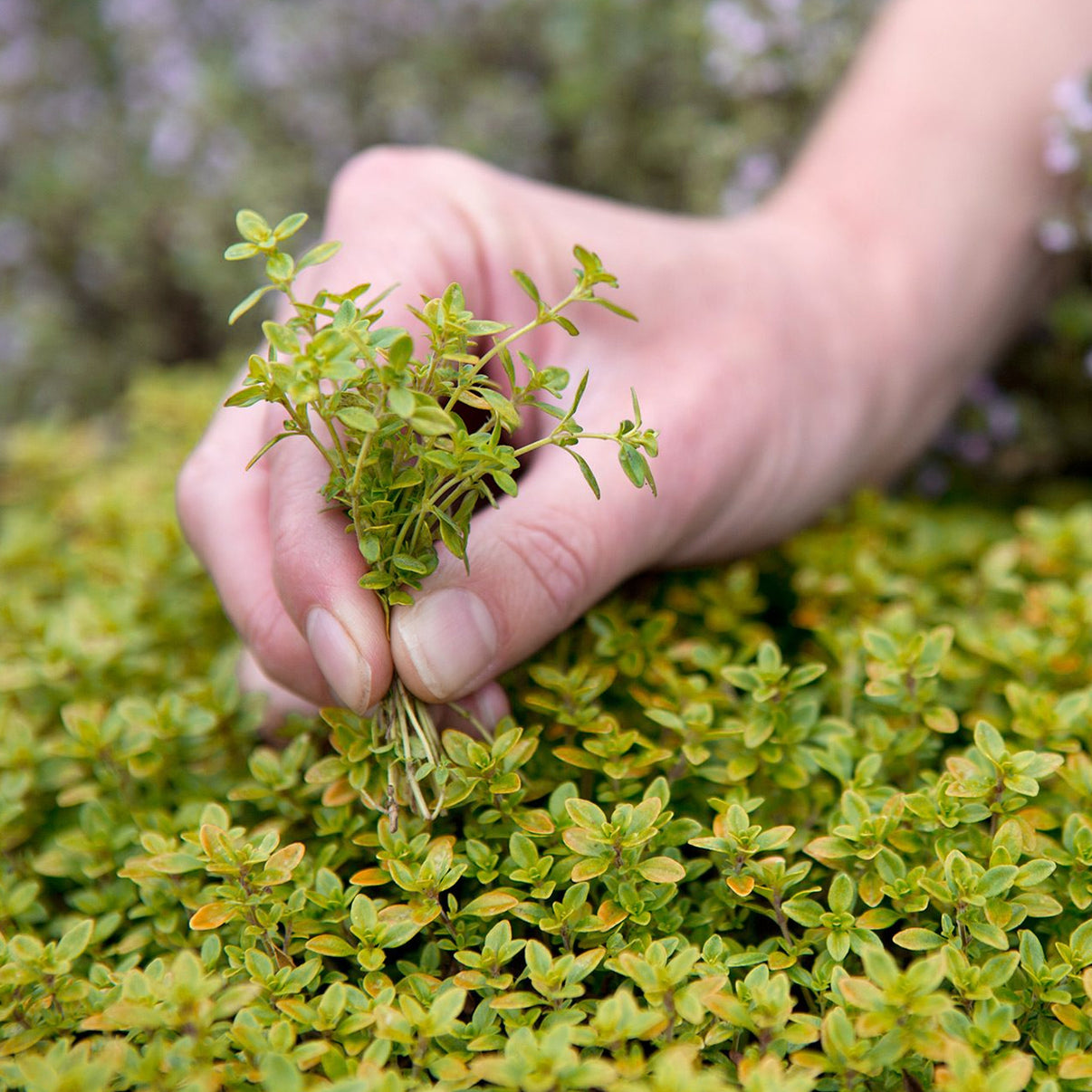 Thyme Golden | Thyme – Gardeners Dream