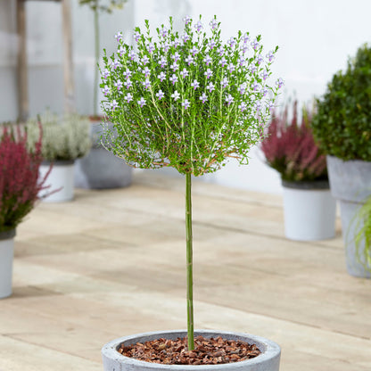 Thymus capitatus Patio Tree | Conehead Thyme Patio Tree – Gardeners Dream