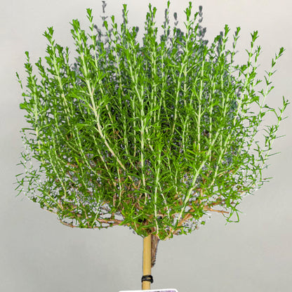 Thymus capitatus Patio Tree | Conehead Thyme Patio Tree – Gardeners Dream