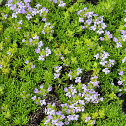 Thymus capitatus Patio Tree | Conehead Thyme Patio Tree – Gardeners Dream