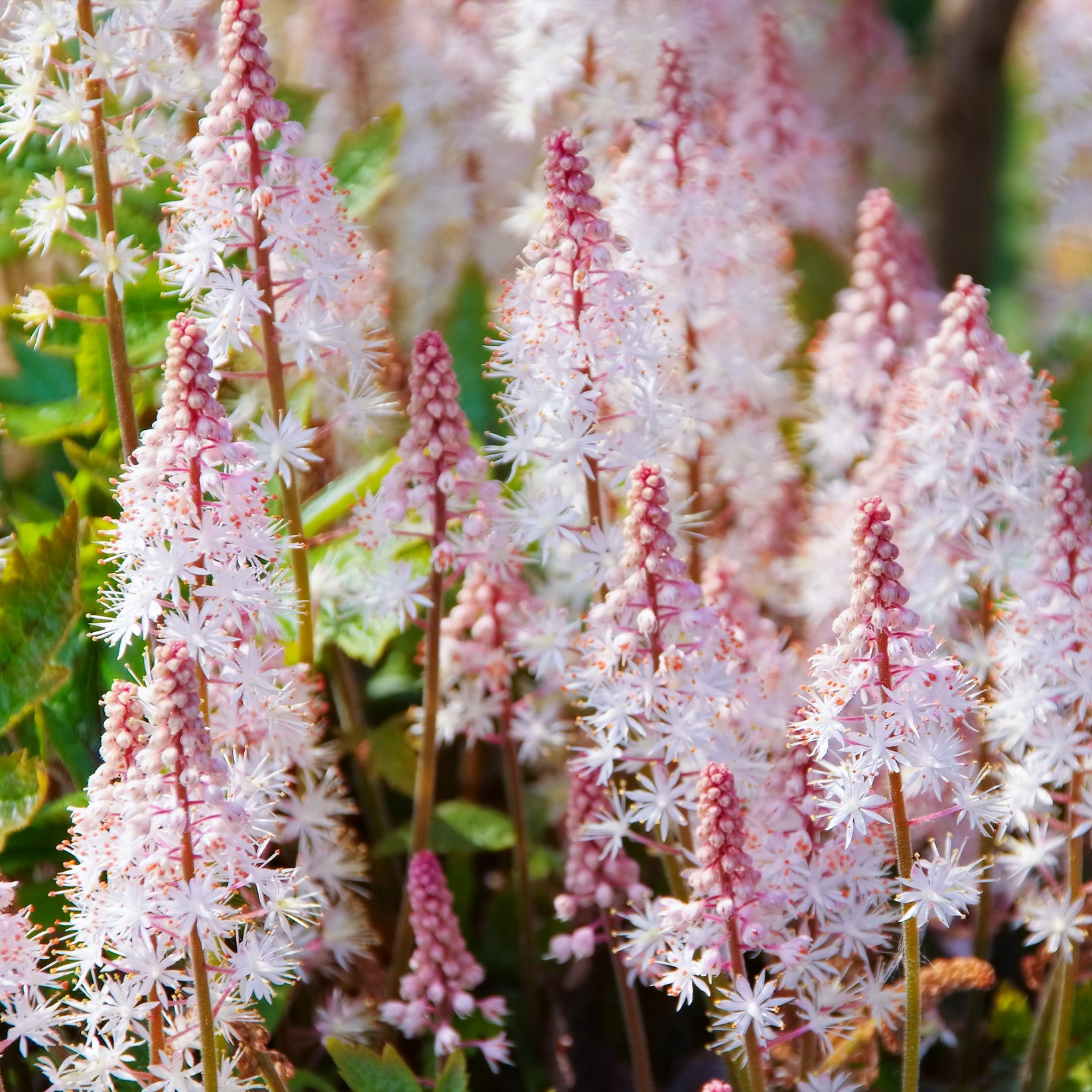 Tiarella 'Pink Skyrocket' | Foam Flower – Gardeners Dream