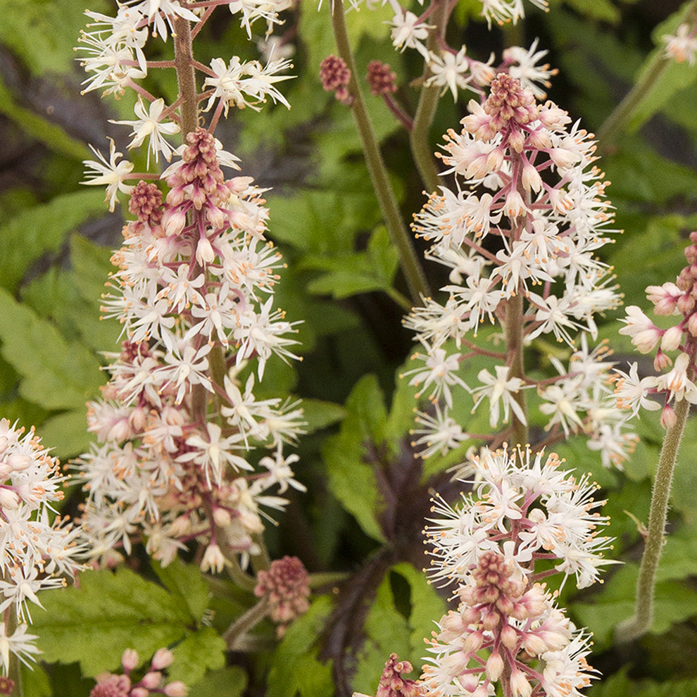Tiarella Sugar And Spice