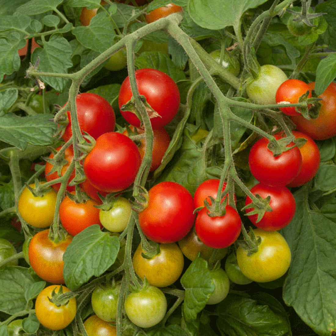 Tomato 'Red Cherry' | Tomato – Gardeners Dream
