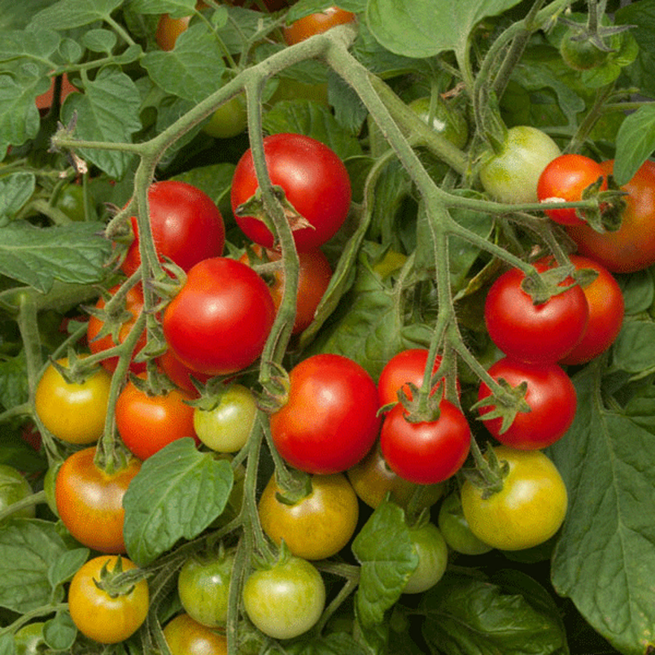 Tomato 'Red Cherry' | Tomato – Gardeners Dream