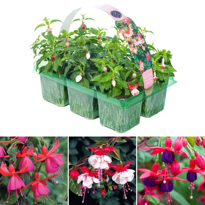 Fuchsia Mixed Basket Plants | Lady's Teardrops – Gardeners Dream