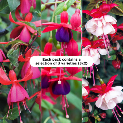 Fuchsia Mixed Basket Plants | Lady's Teardrops – Gardeners Dream