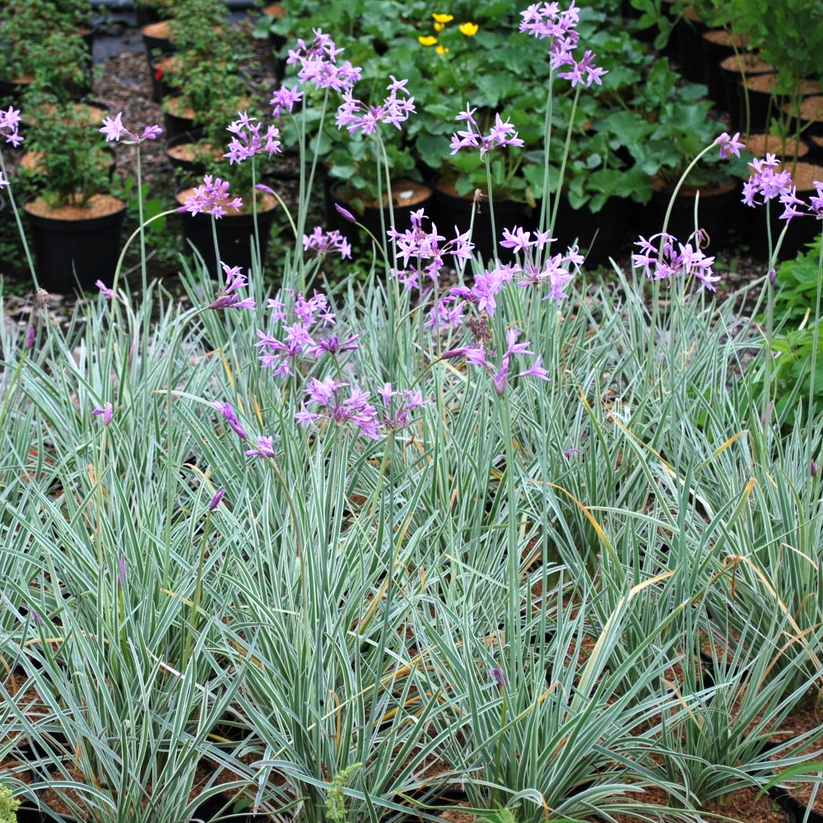 Tulbaghia 'Variegata' | Society Garlic – Gardeners Dream