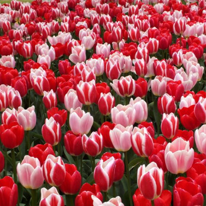 Tulip Garden Mix - Darwin Hybrid | Tulip Garden Mix – Gardeners Dream