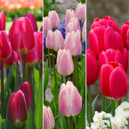 Tulip Garden Mix - Darwin Hybrid | Tulip Garden Mix – Gardeners Dream
