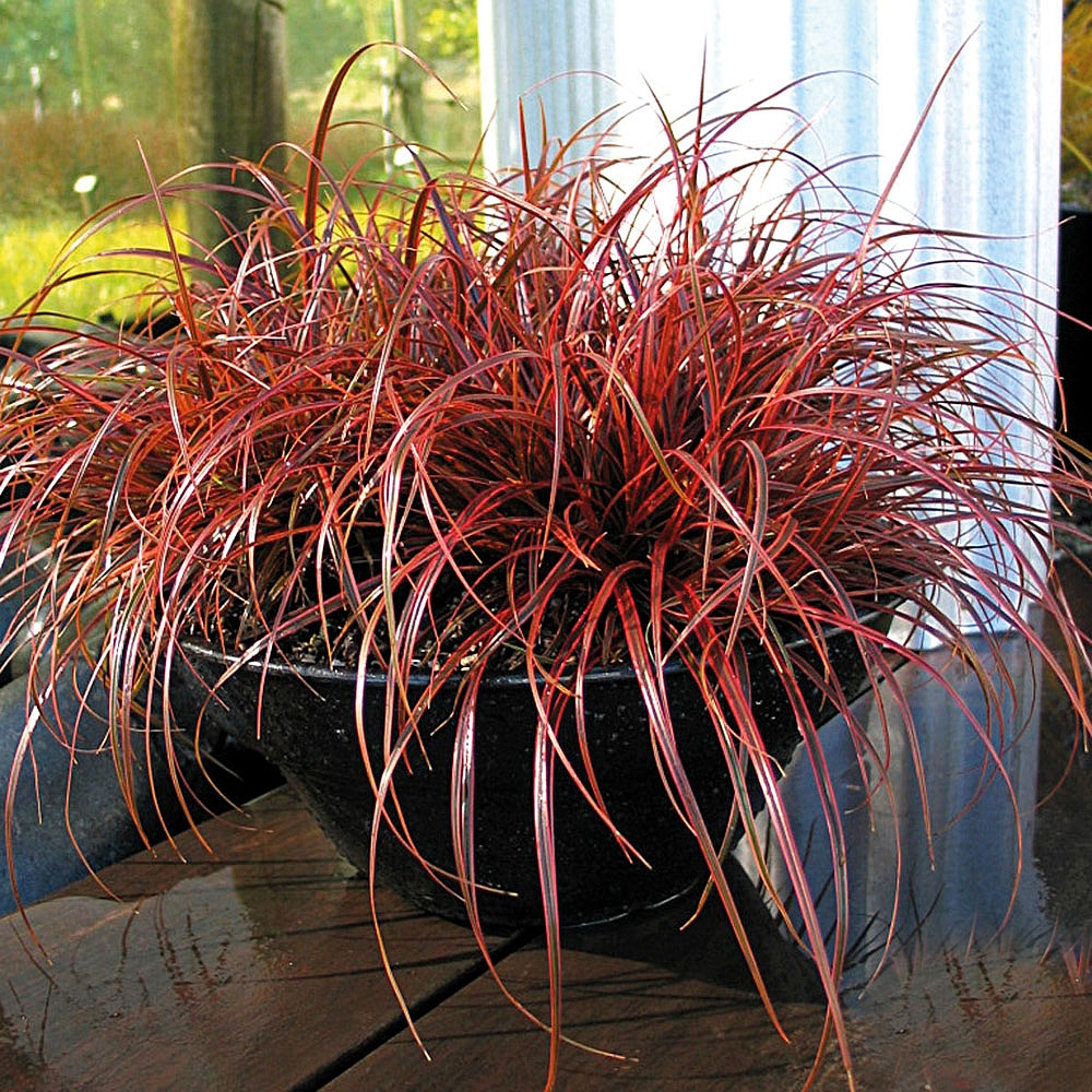 Uncinia 'Everflame' | Red Hook Sedge – Gardeners Dream