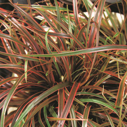Uncinia 'Everflame' | Red Hook Sedge – Gardeners Dream