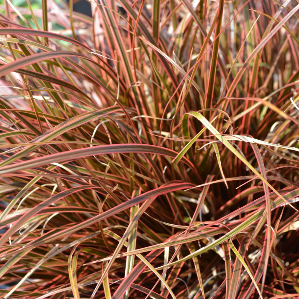 Uncinia 'Everflame' | Red Hook Sedge – Gardeners Dream
