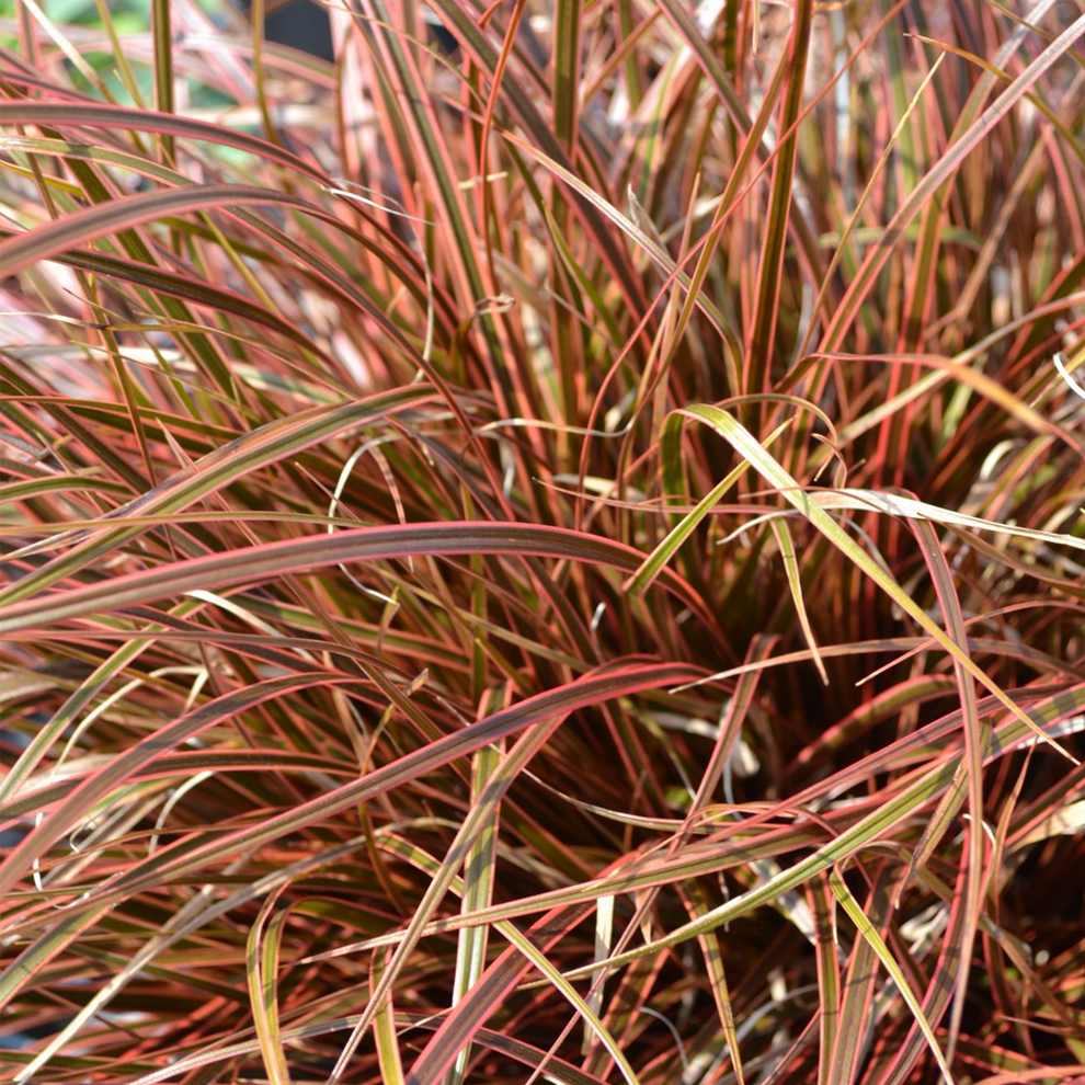 Uncinia 'Everflame' | Red Hook Sedge – Gardeners Dream