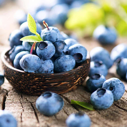 Blueberry 'Powder Blue' | Blueberry – Gardeners Dream