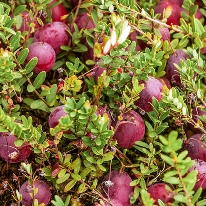 Cranberry 'Crowley' | Cranberry – Gardeners Dream