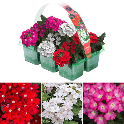 Verbena Upright Mixed Basket Plants | Common Vervain – Gardeners Dream