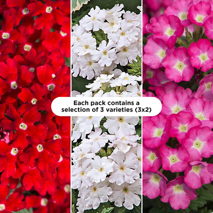 Verbena Upright Mixed Basket Plants | Common Vervain – Gardeners Dream