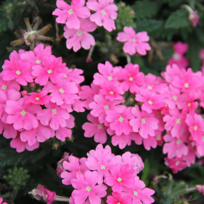 Verbena Candy Pink Basket Plants | Common Vervain – Gardeners Dream