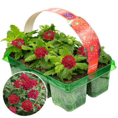 Verbena Scarlet Red Basket Plants | Common Vervain – Gardeners Dream