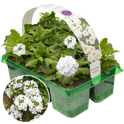 Verbena White Basket Plants | Common Vervain – Gardeners Dream