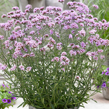 Verbena 'Lollipop' | Purple Top Vervain – Gardeners Dream