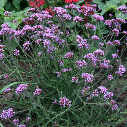 Verbena 'Lollipop' | Purple Top Vervain – Gardeners Dream