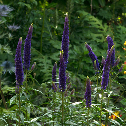Veronica 'First Glory' | Speedwell – Gardeners Dream