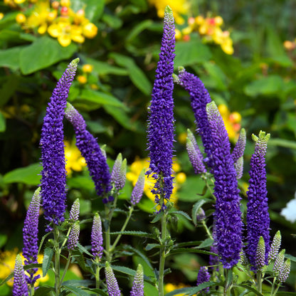 Veronica 'First Glory' | Speedwell – Gardeners Dream