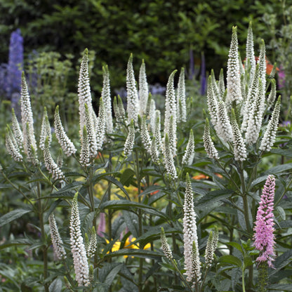 Veronica 'First Lady' | Tall Speedwell – Gardeners Dream