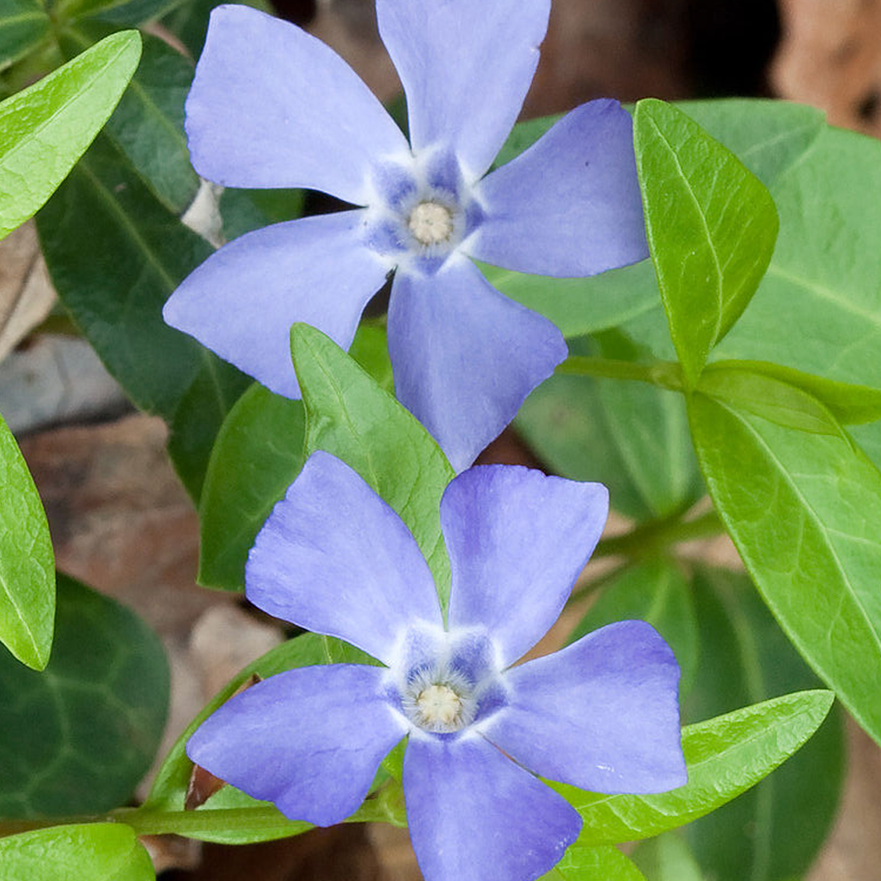 Vinca 'Bowles's Variety' | Lesser Periwinkle – Gardeners Dream