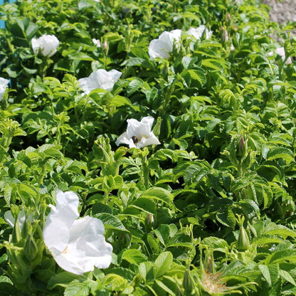 White Ramanus Rose Bare Root Hedge | White Ramanus Rose – Gardeners Dream